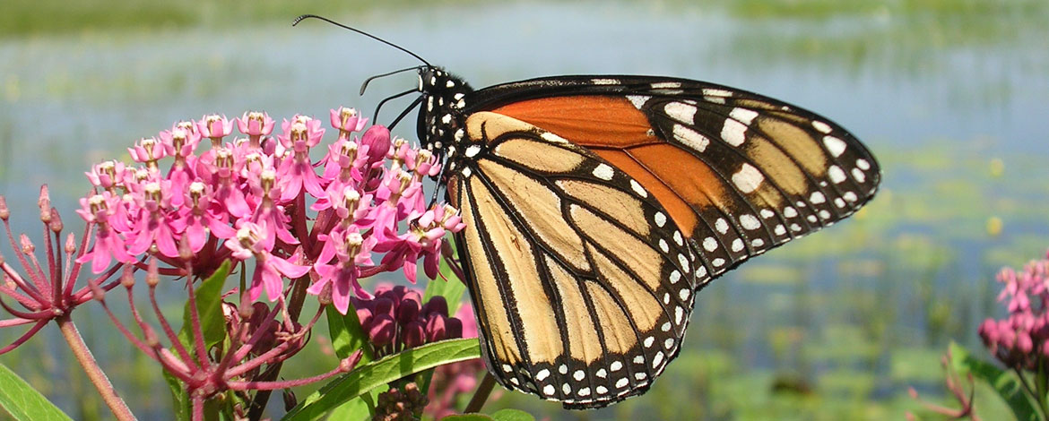 Wisconsin Department of Natural Resources (DNR) | Wisconsin DNR