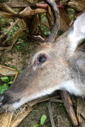 Field Notes June 2025 | A CLOSER LOOK AT THE DEATHS OF CWD-INFECTED ...